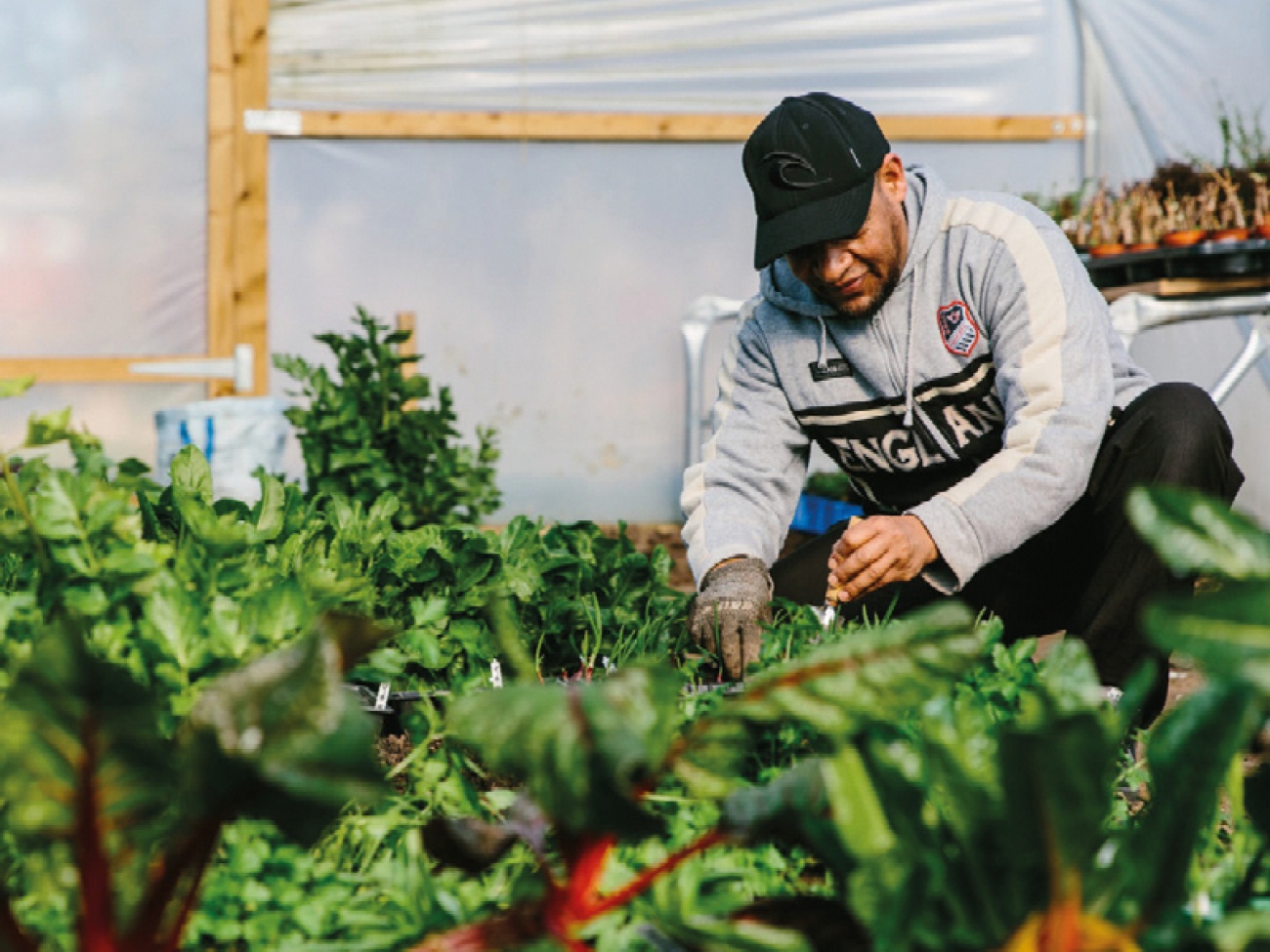 Read About the Comfrey Project, a Charity Using Allotments and Gardening to Help Asylum Seekers ...